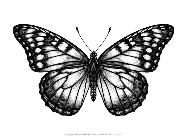 Large Butterfly Coloring Page